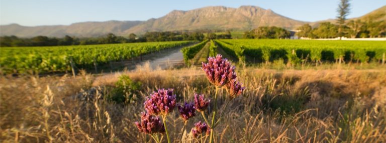 about us - Groot Constantia