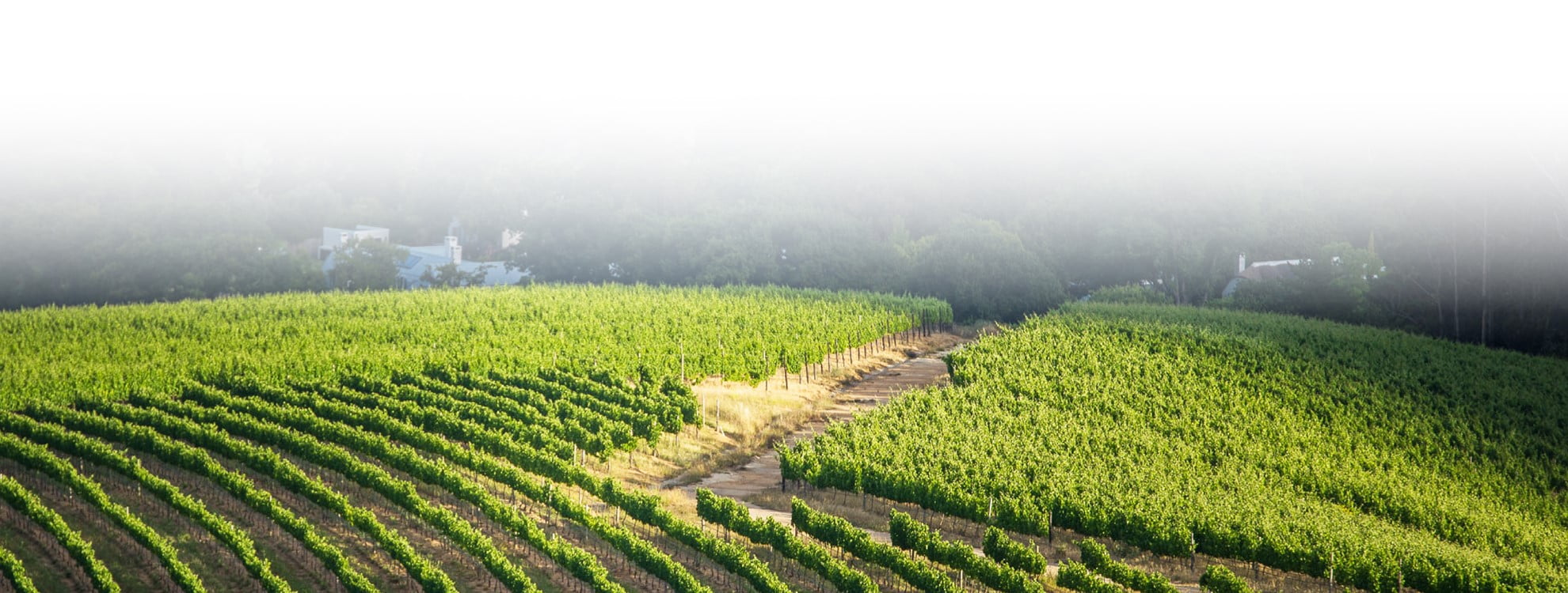 about us - Groot Constantia